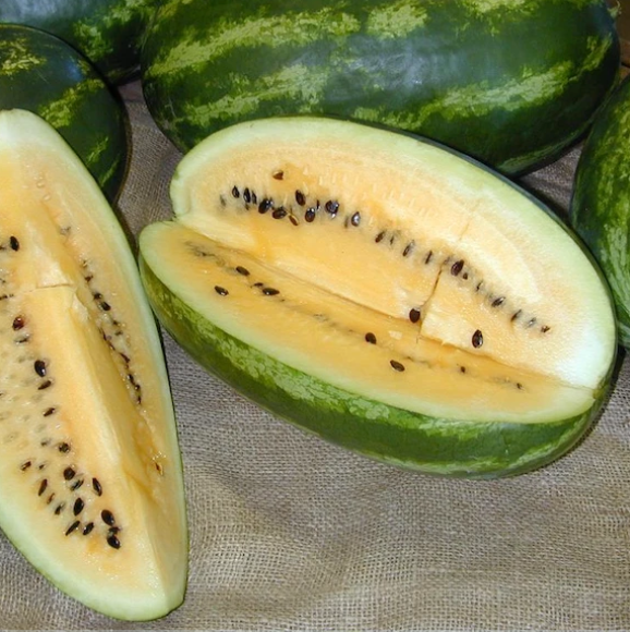 Hopi Yellow Meated Watermelon – North Circle Seeds