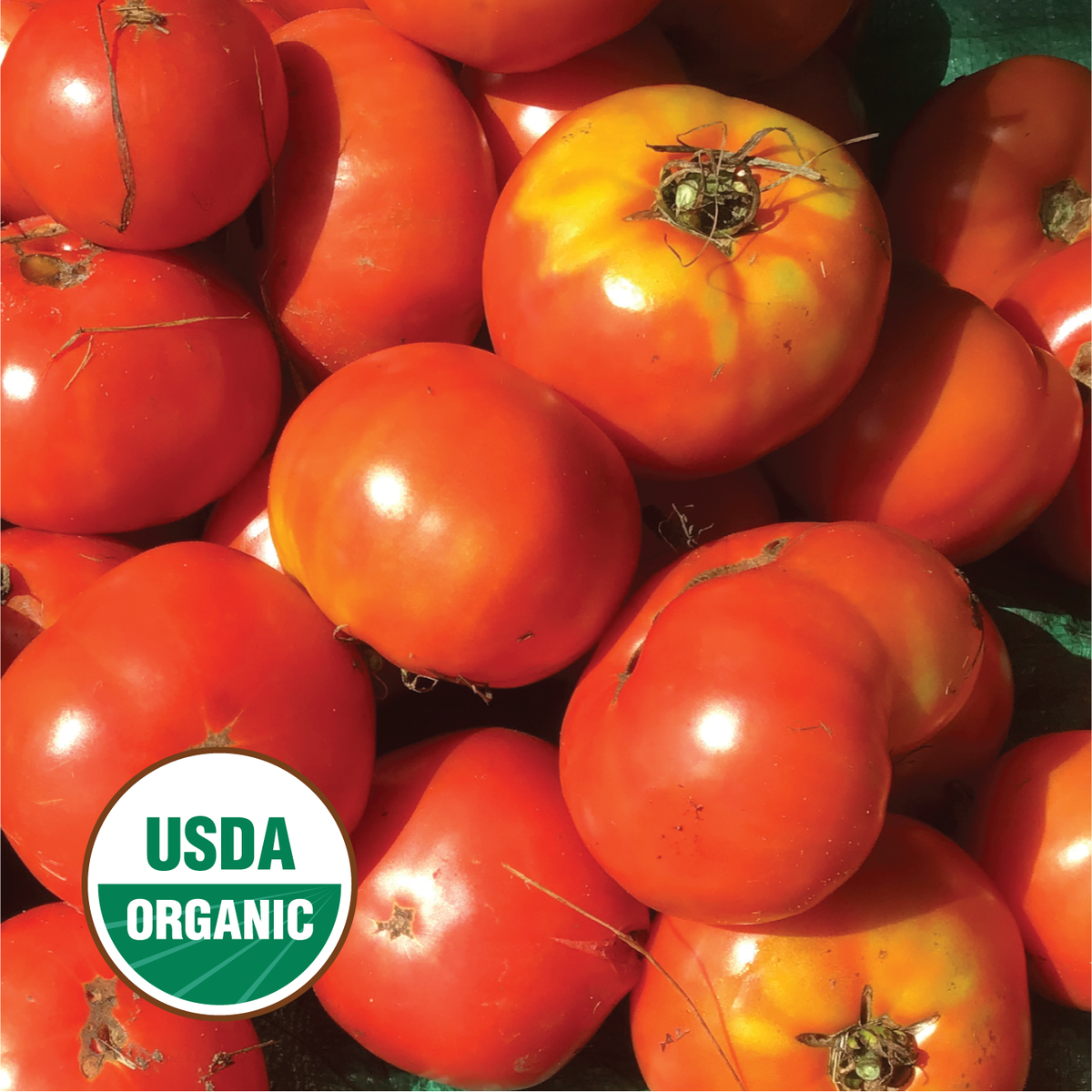 Adminiskoe – North Circle Seeds