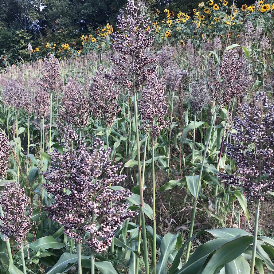White Sorghum – North Circle Seeds