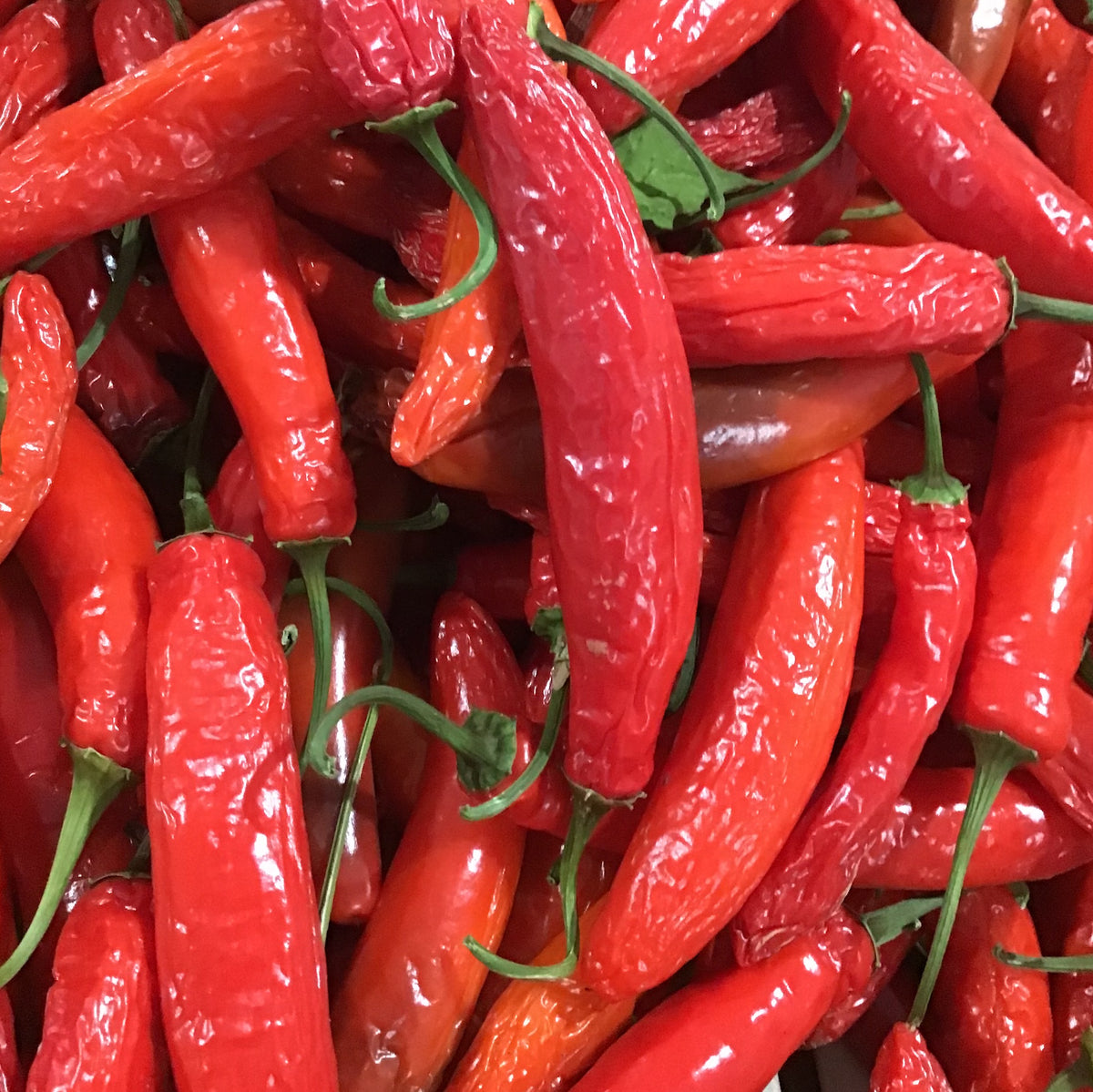 Serrano – North Circle Seeds