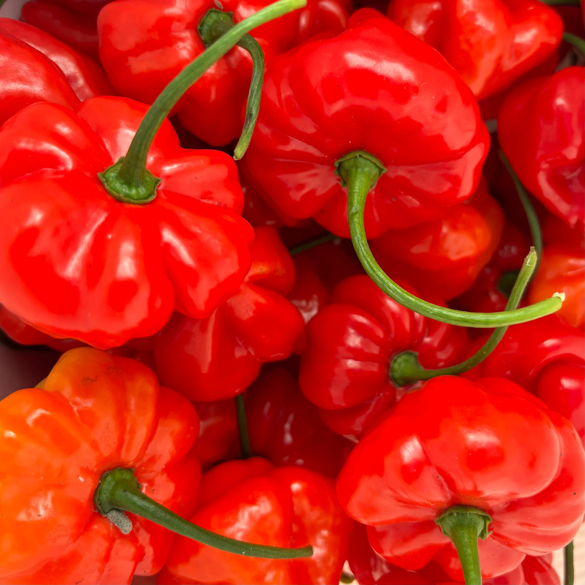 Aji Dulce – North Circle Seeds