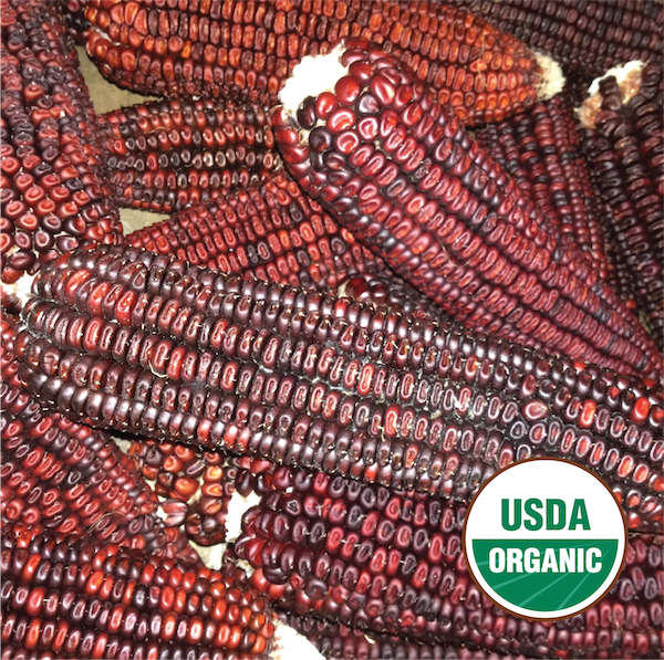 Jimmy Red – North Circle Seeds