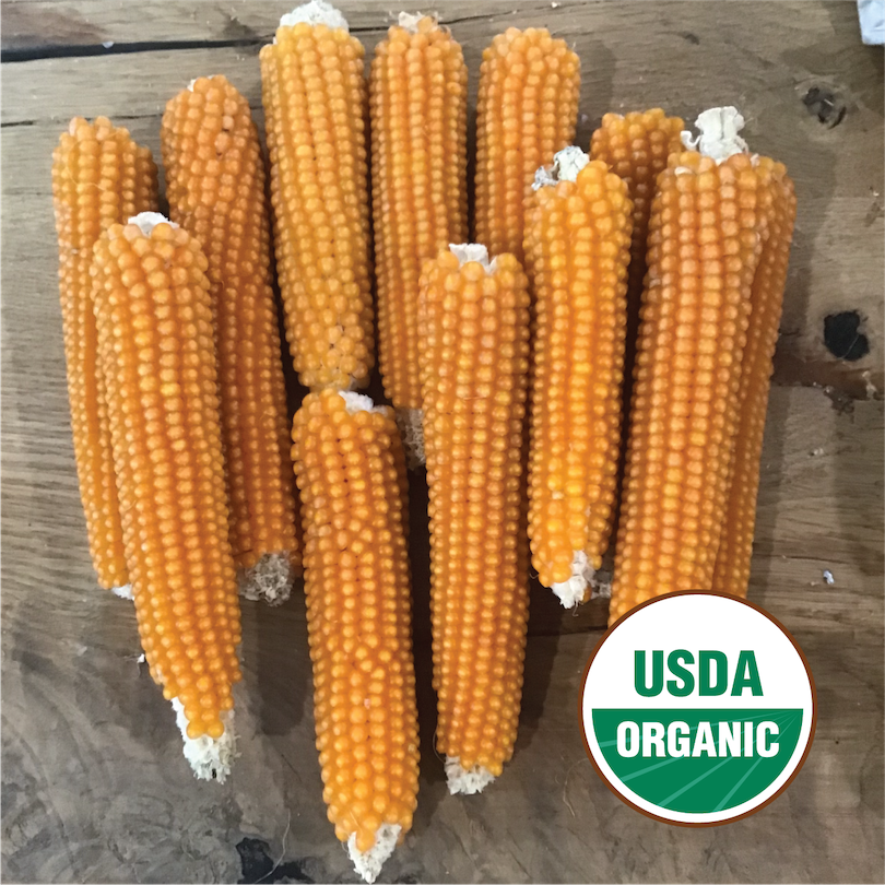 Poppa-Pop Popcorn (Food) – North Circle Seeds