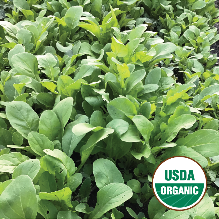 Arugula – North Circle Seeds