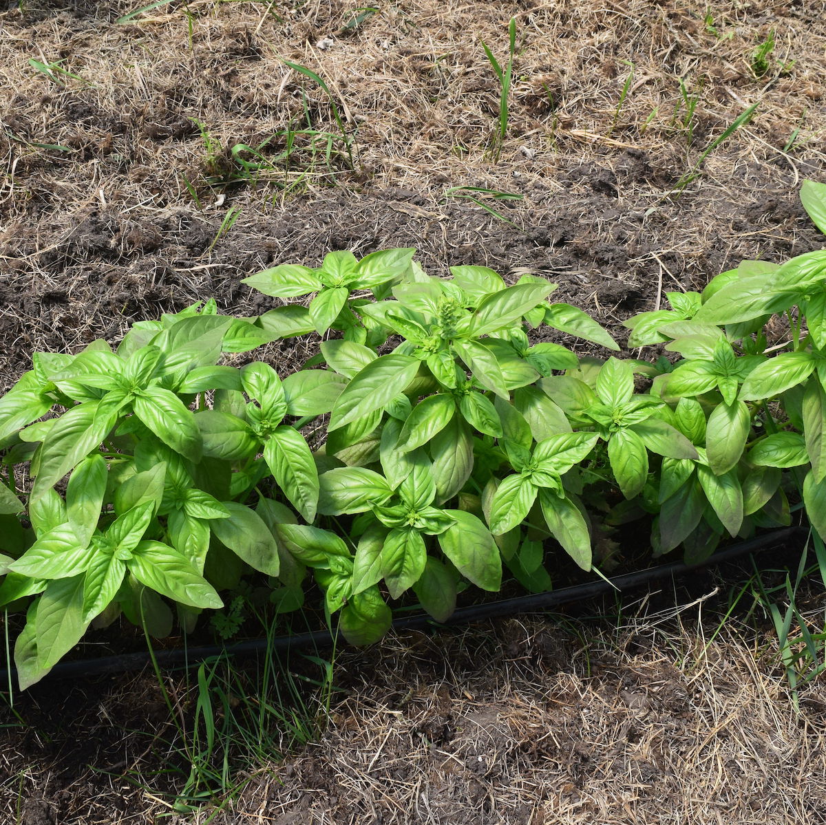 Genovese Basil – North Circle Seeds