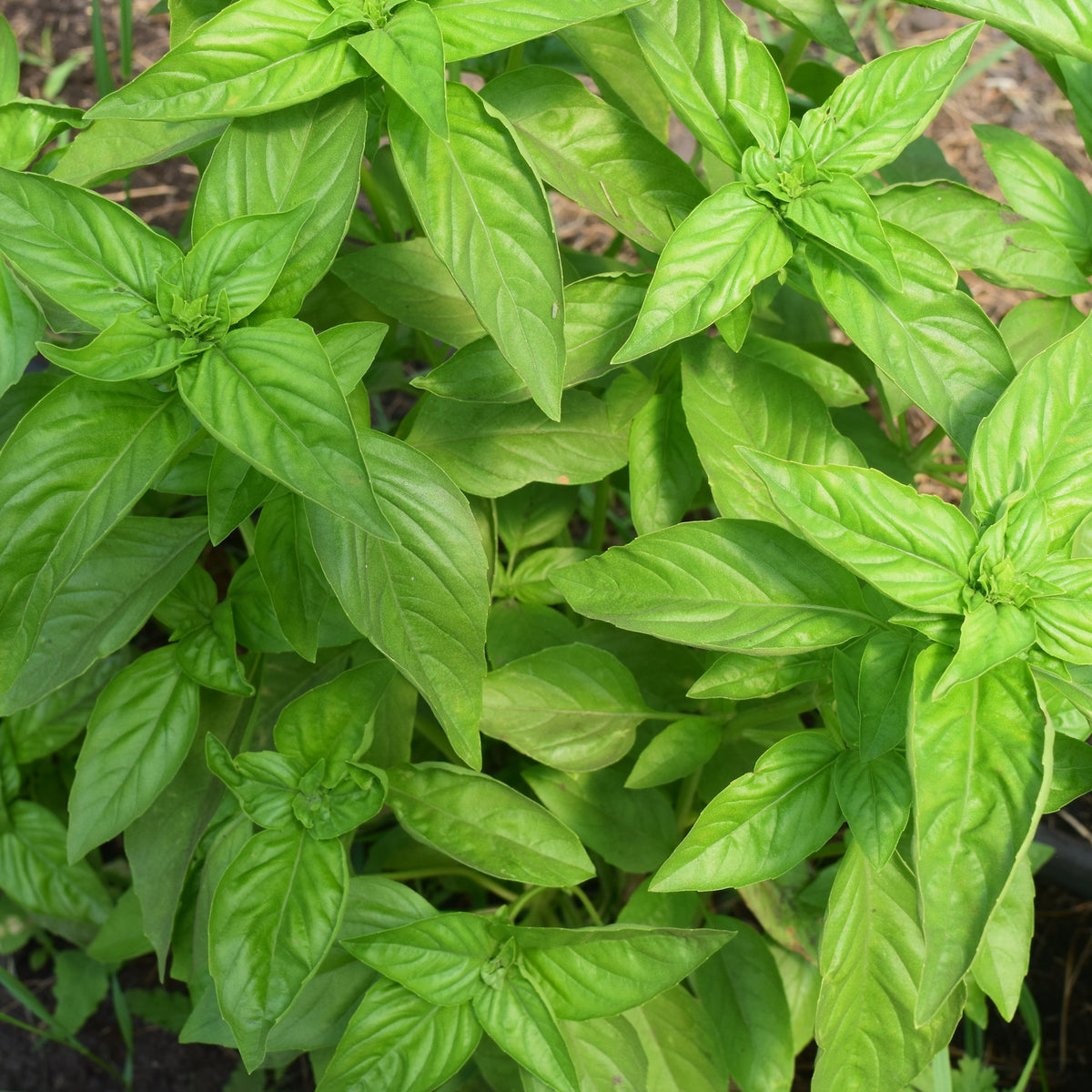 Genovese Basil – North Circle Seeds
