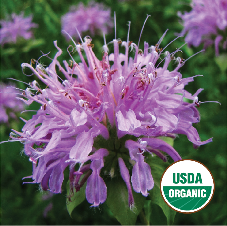 Wild Burgamot – North Circle Seeds
