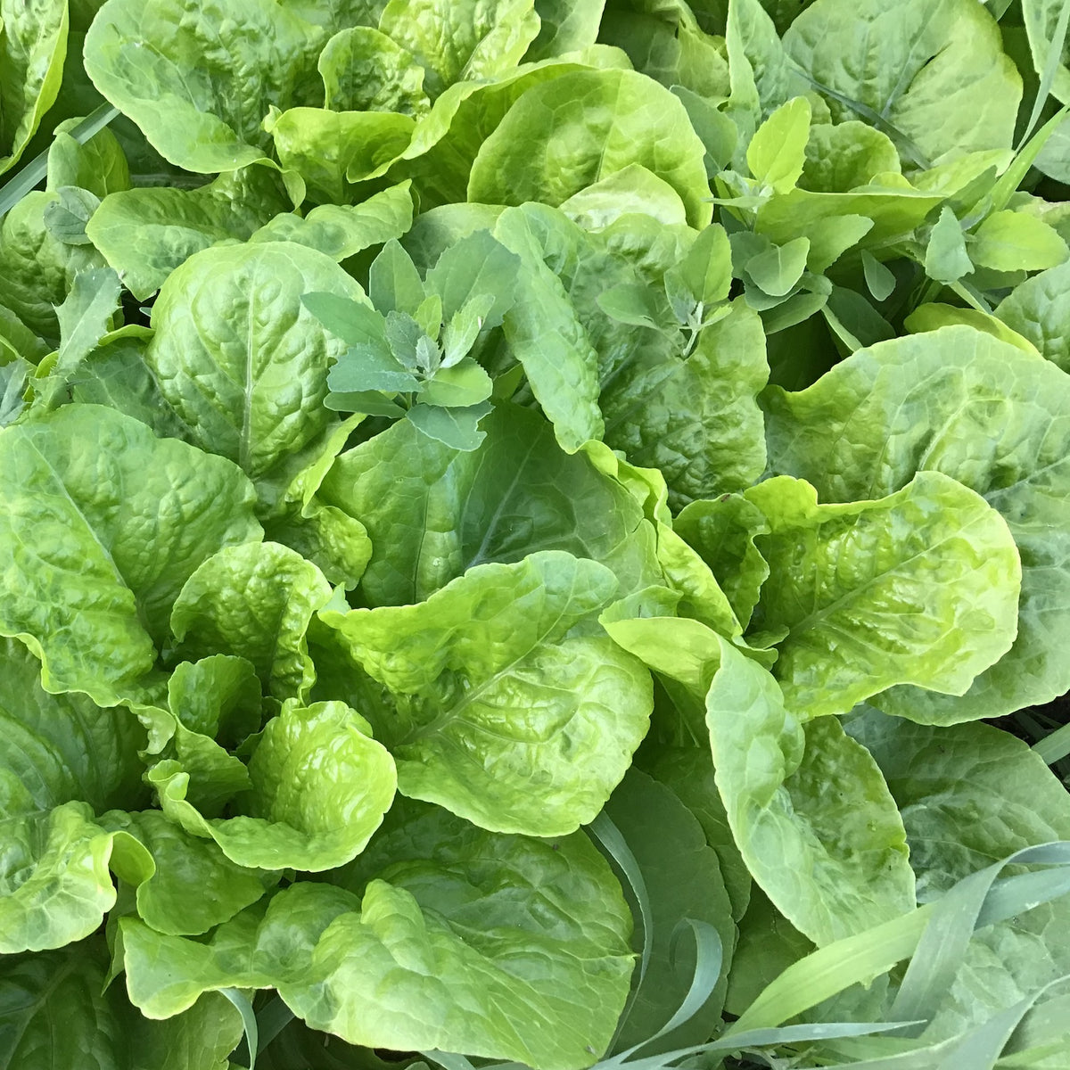 Cosmo – North Circle Seeds