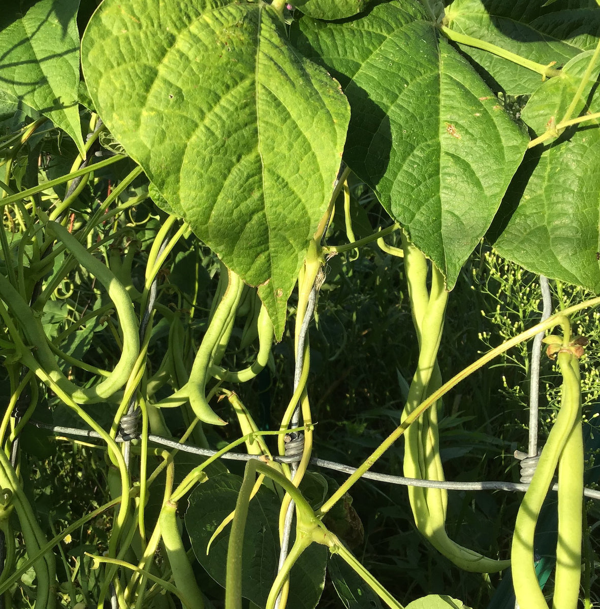 Fortex – North Circle Seeds