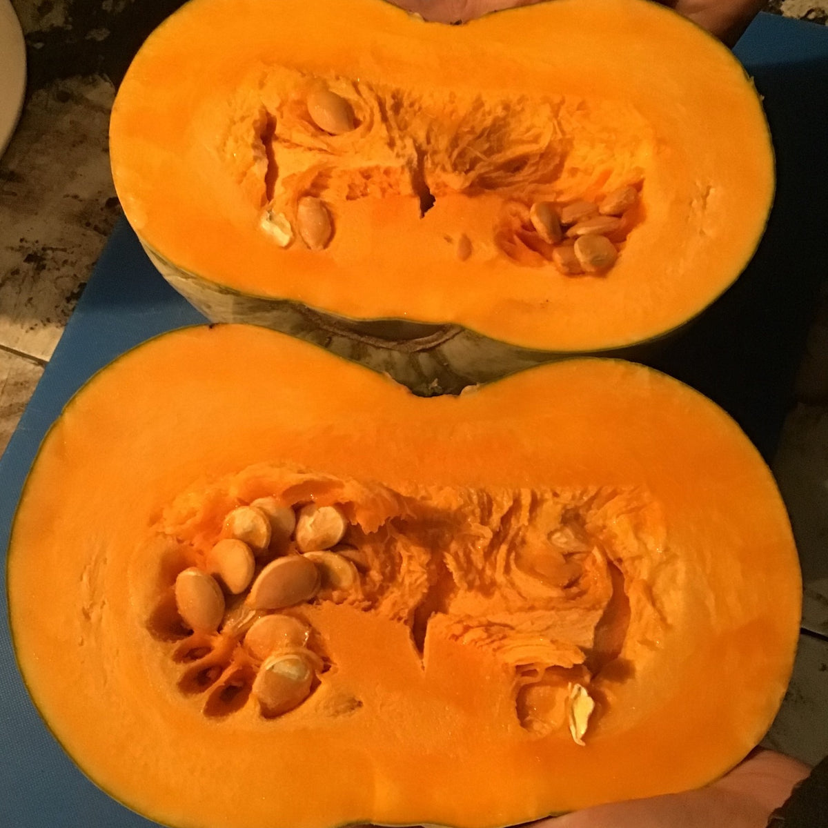 Ukrainian Squash – North Circle Seeds