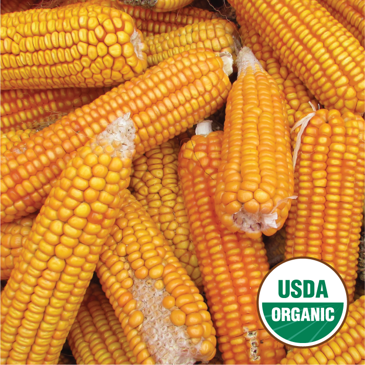 Orange Corn Blend – North Circle Seeds