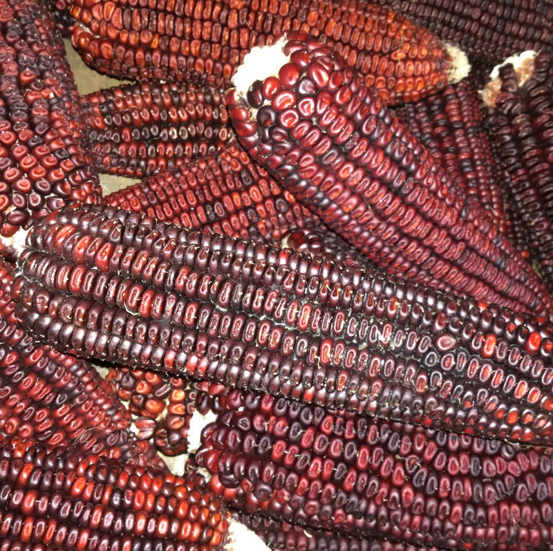 Jimmy Red – North Circle Seeds