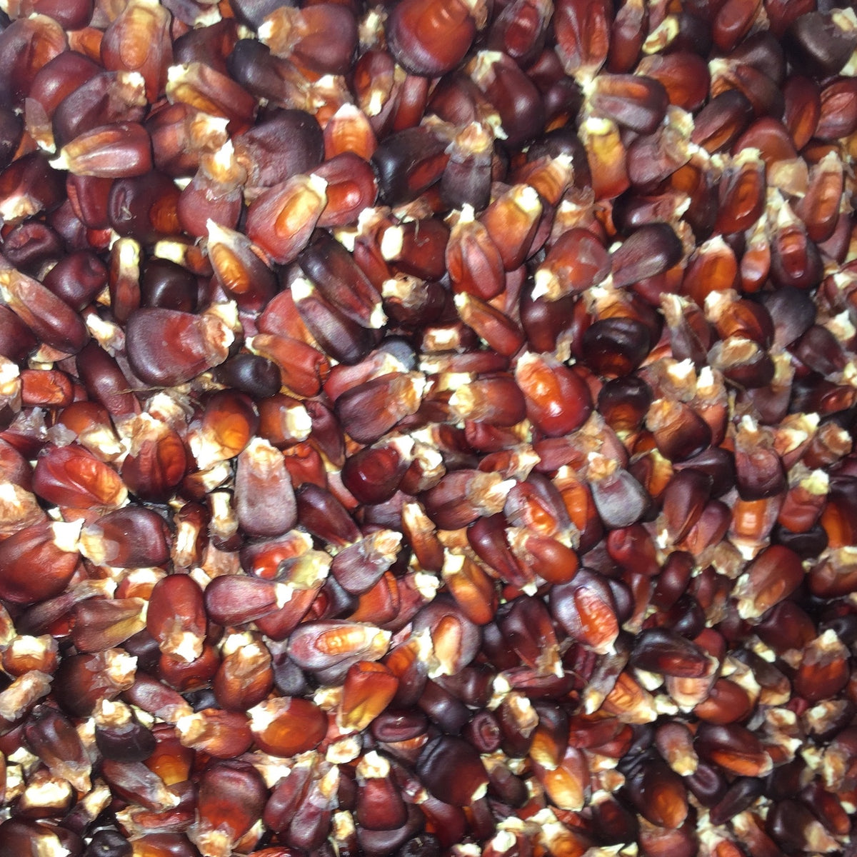 Jimmy Red – North Circle Seeds