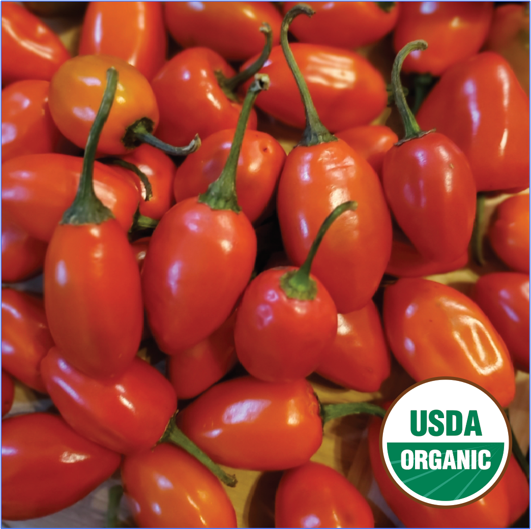 Catarina Pepper – North Circle Seeds