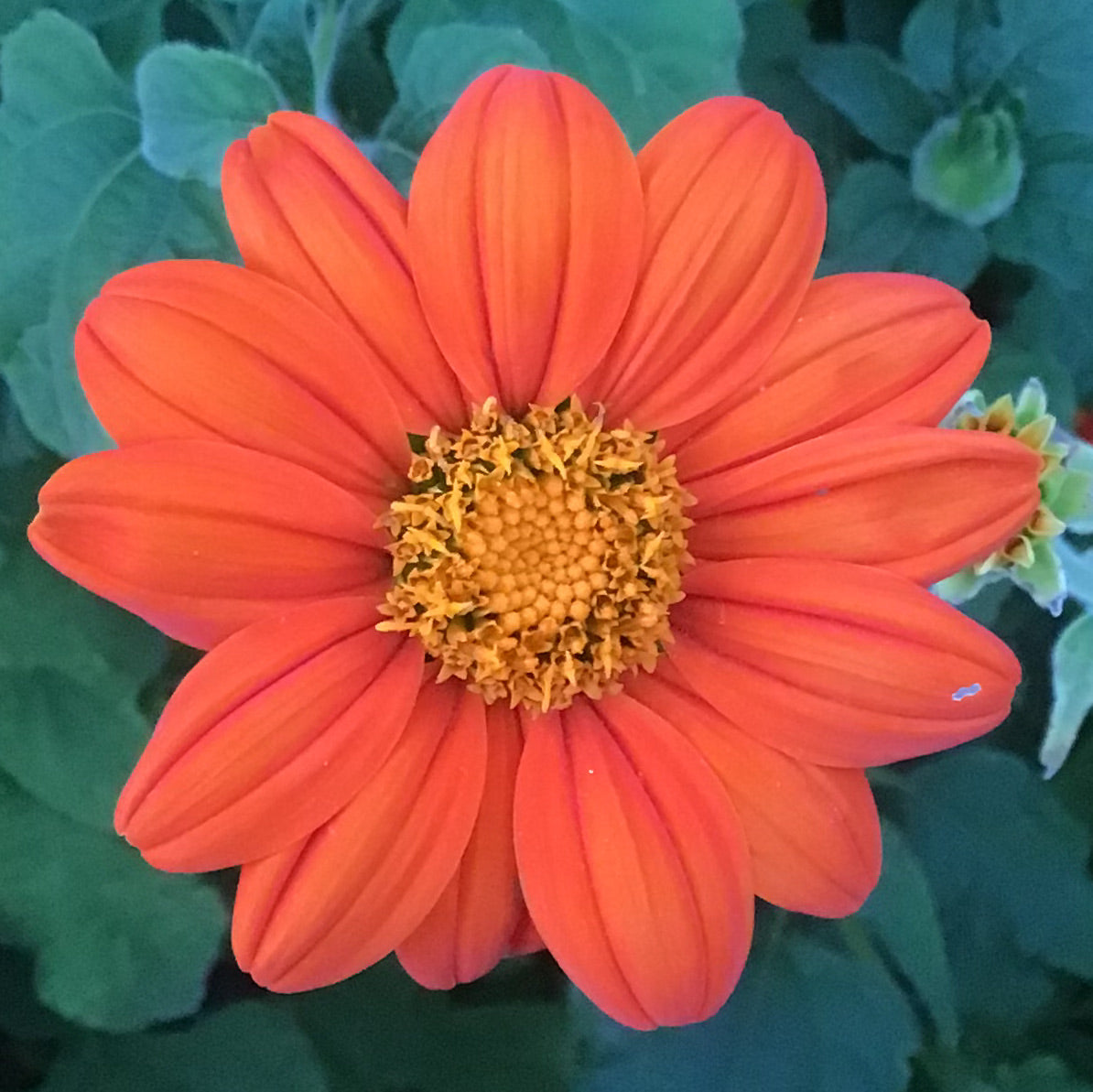 Tithonia - Mexican Sunflower – North Circle Seeds