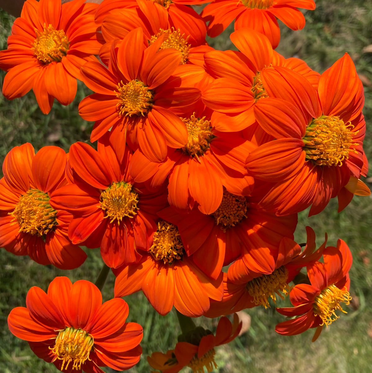 Tithonia - Mexican Sunflower – North Circle Seeds