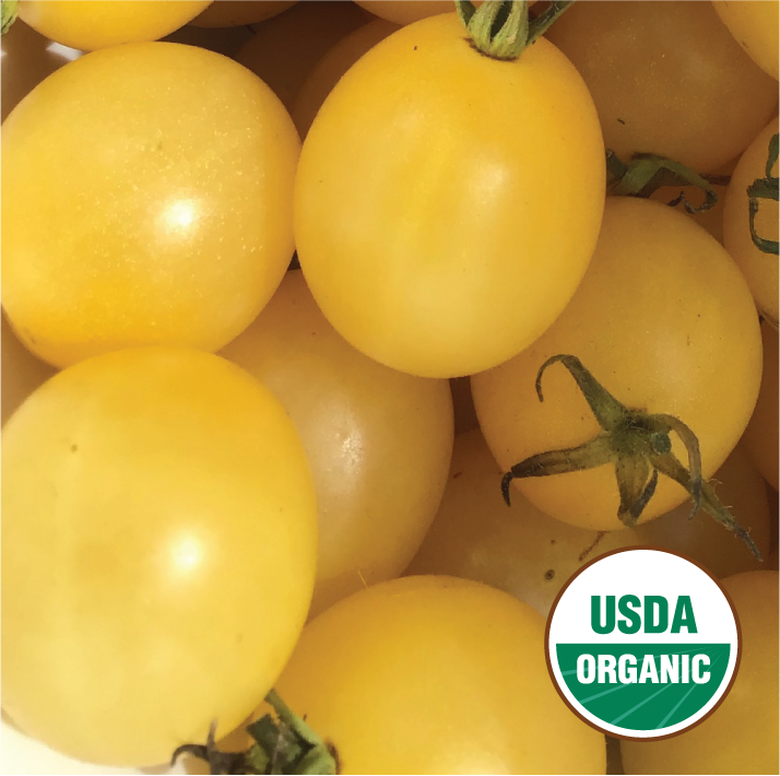 White Cherry Tomato – North Circle Seeds