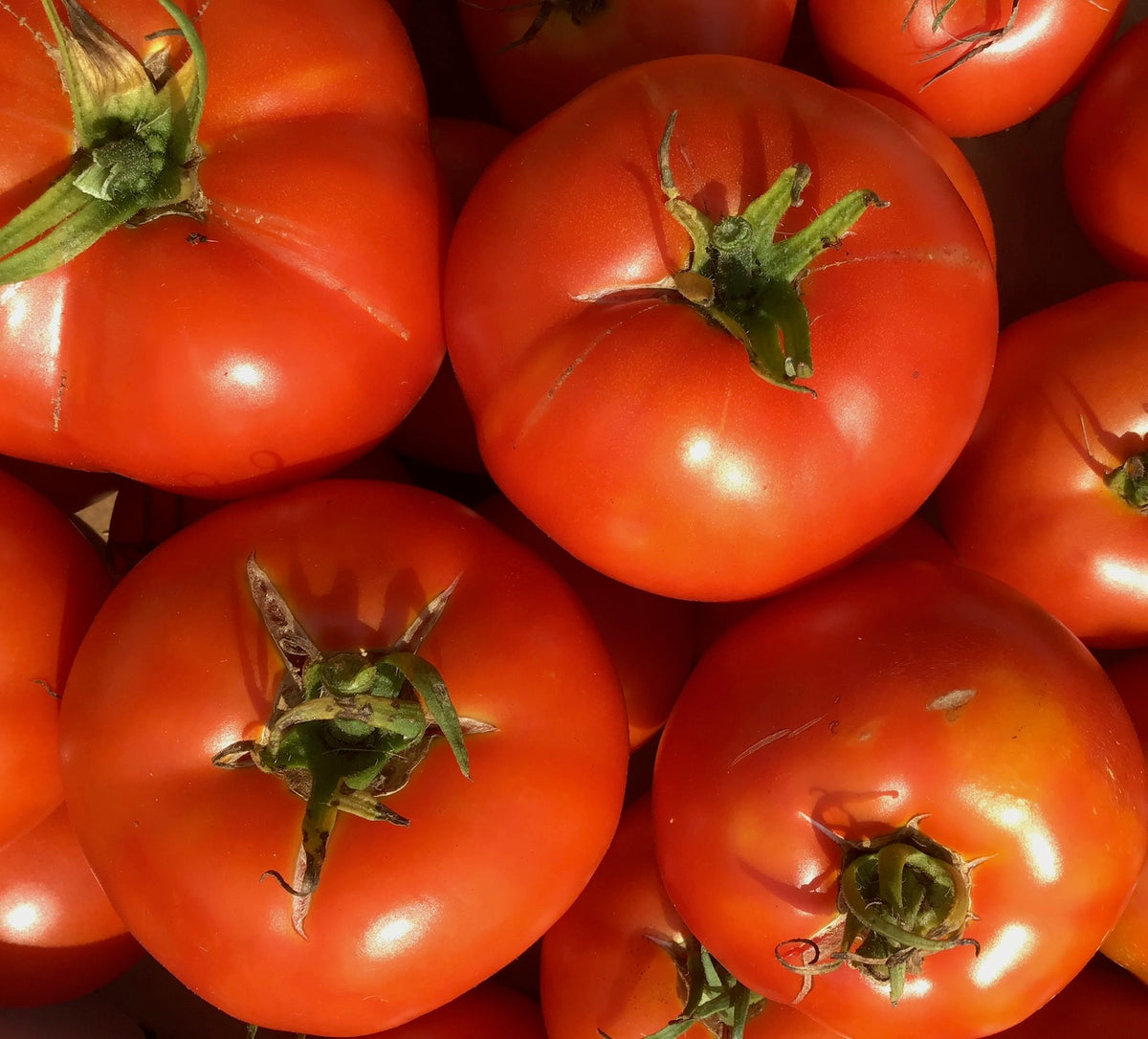 Wisconsin 55 – North Circle Seeds