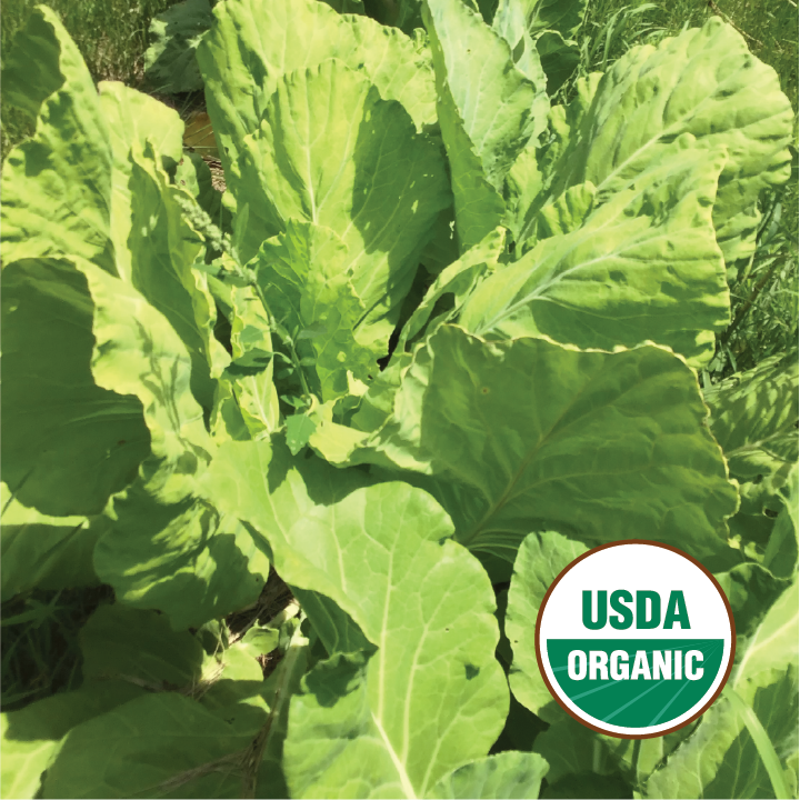 Yellow Cabbage Collard – North Circle Seeds